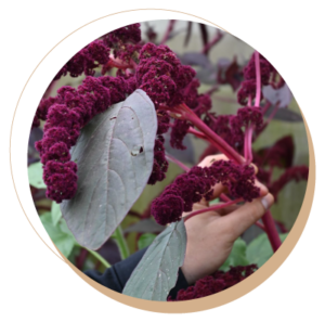 Nuestra Historia | Morada Ancestral